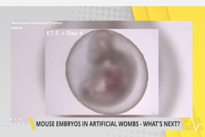 Research on human embryos in an artificial womb? Why recent experiments ...