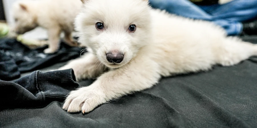 CNA explains: Dire wolf ‘resurrection’? What Catholics should know ...