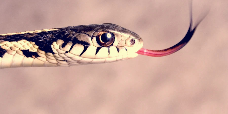 Holy Snakes! The Assumption's strange, stunning miracle | Catholic News ...