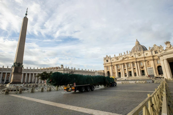 Vatican Christmas tree wreathed in controversy over environmental ...